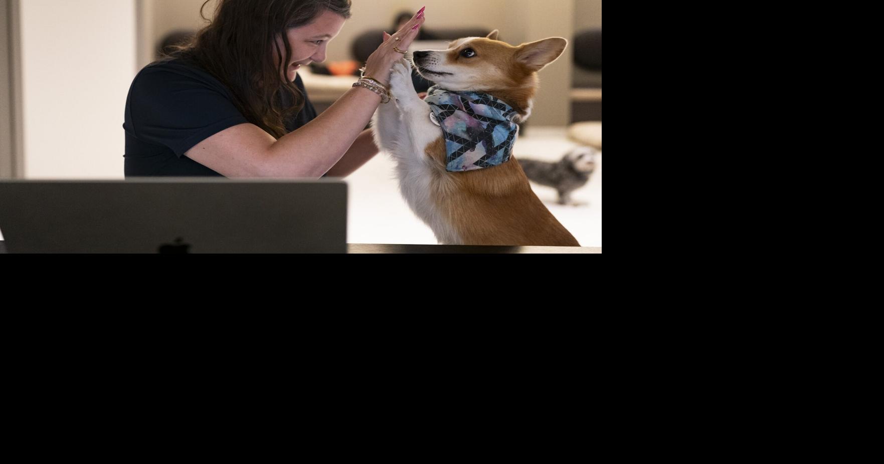 This new canine social club combines two Toronto passions: hustle ...