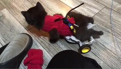 disabled kitten
