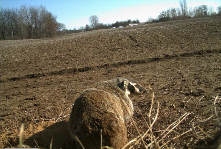 Ontario farmers have become badgers’ unlikely friends: The New Farm
