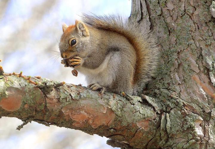 The secret personalities of the red squirrels of Ashbridge’s Bay