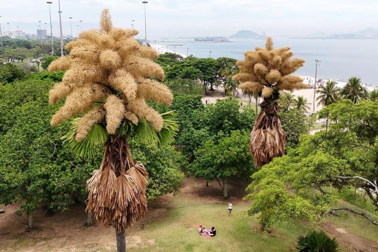 Decades-old palm trees in Rio de Janeiro flower for the first - and only - time