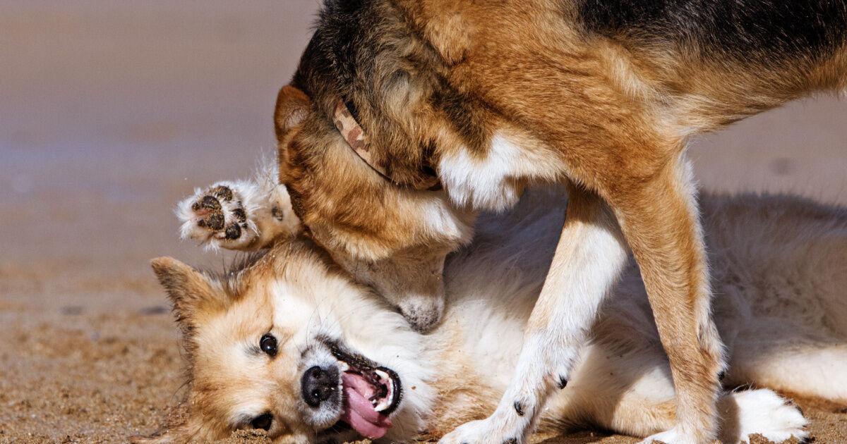 How do I know if my dog’s roughhousing at the park is OK?