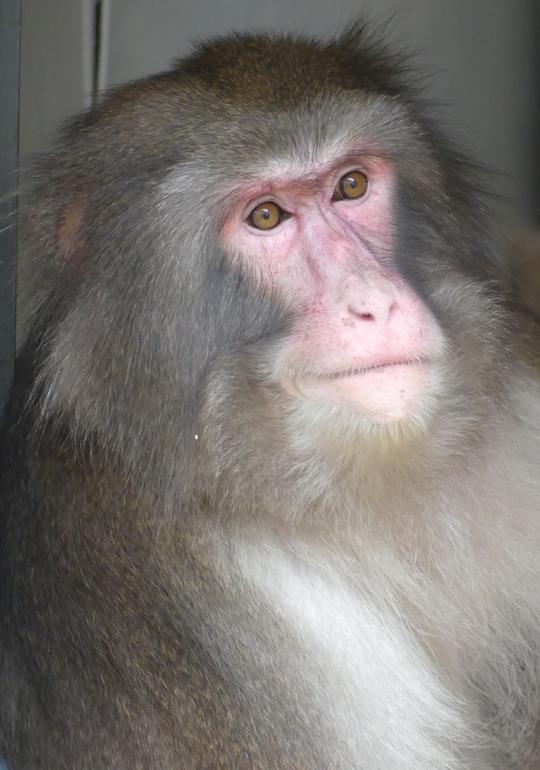 Darwin the Ikea monkey went viral in 2012. Where is he now?