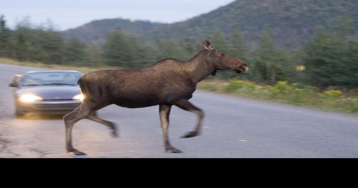 Appeal set for class-action lawsuit over moose crashes