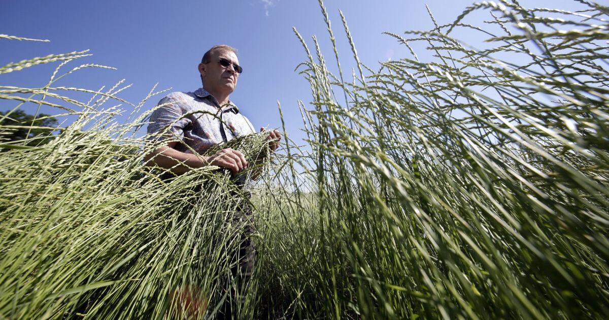 Kernza is a unique grain crop to really root for: The New Farm