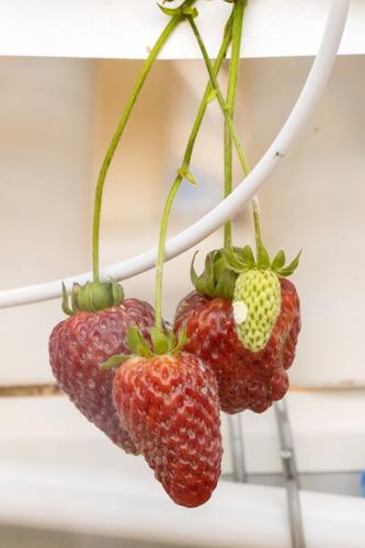 Berry challenge exposes deeper flaws in Canadian food system