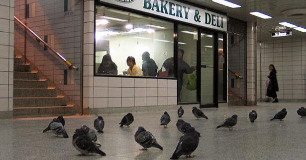 A pigeon's paradise at subway station