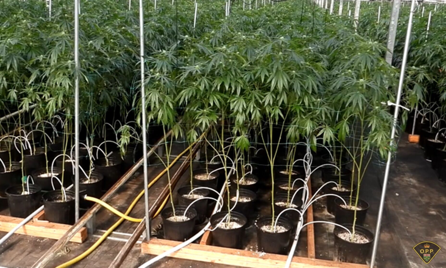 2 Toronto-area adults among 16 charged in $55M cannabis bust