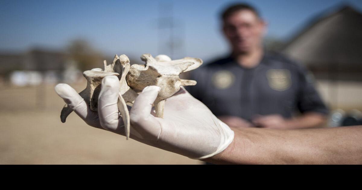 Lion bone trade sparks fears of widespread poaching