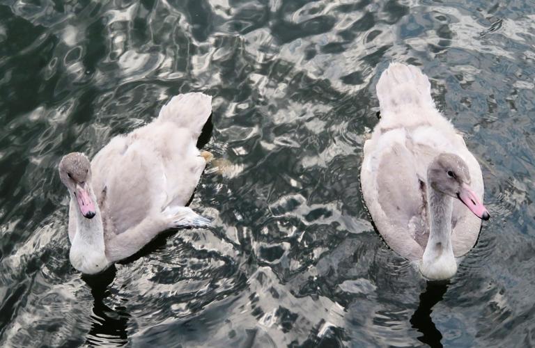 Toronto swans, orphaned and rehabilitated, return to wild