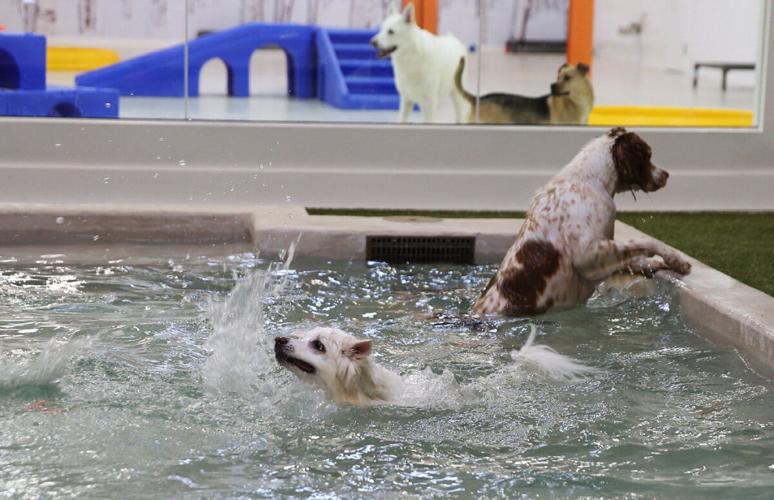 Pets receive star treatment at Toronto's Park9 resort for dogs