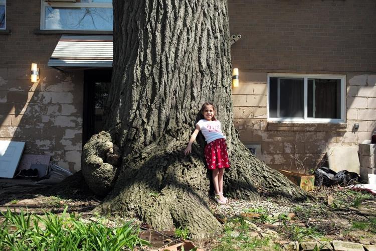 Celebrity gardener pledges $100,000 to save 300-year-old Toronto oak tree