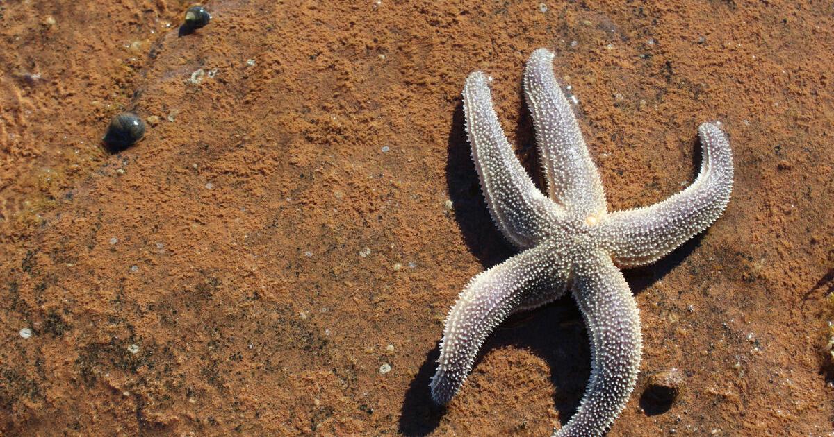 Guided starfish hunt on Prince Edward Island welcomes kids