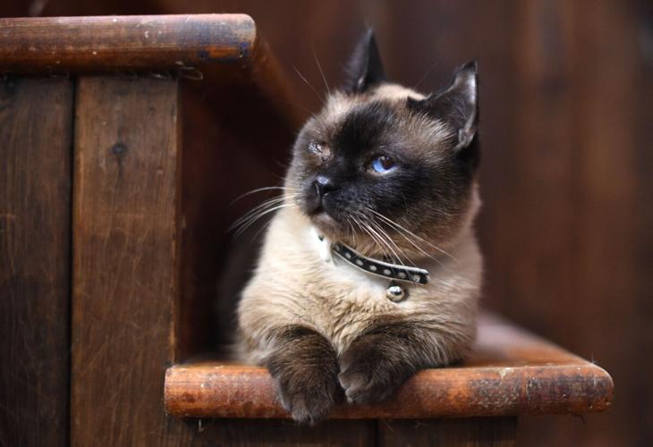 World’s shortest cat stands tall in Kitchener