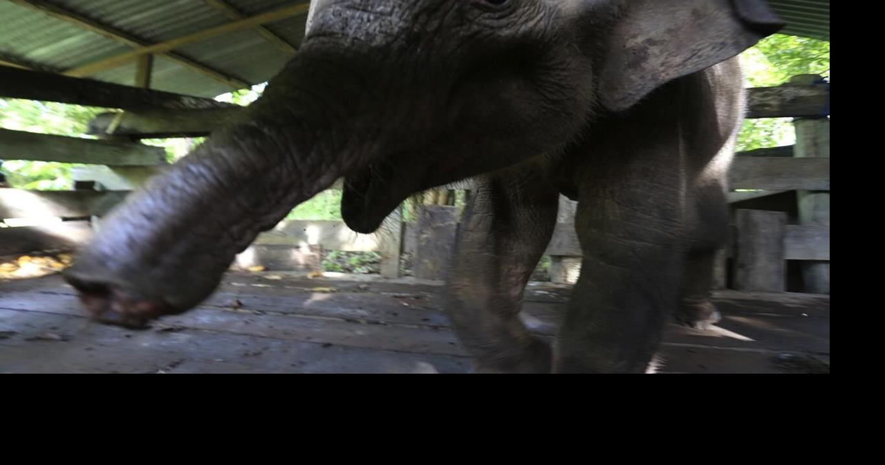 Indonesia baby elephant dies after losing half of her trunk