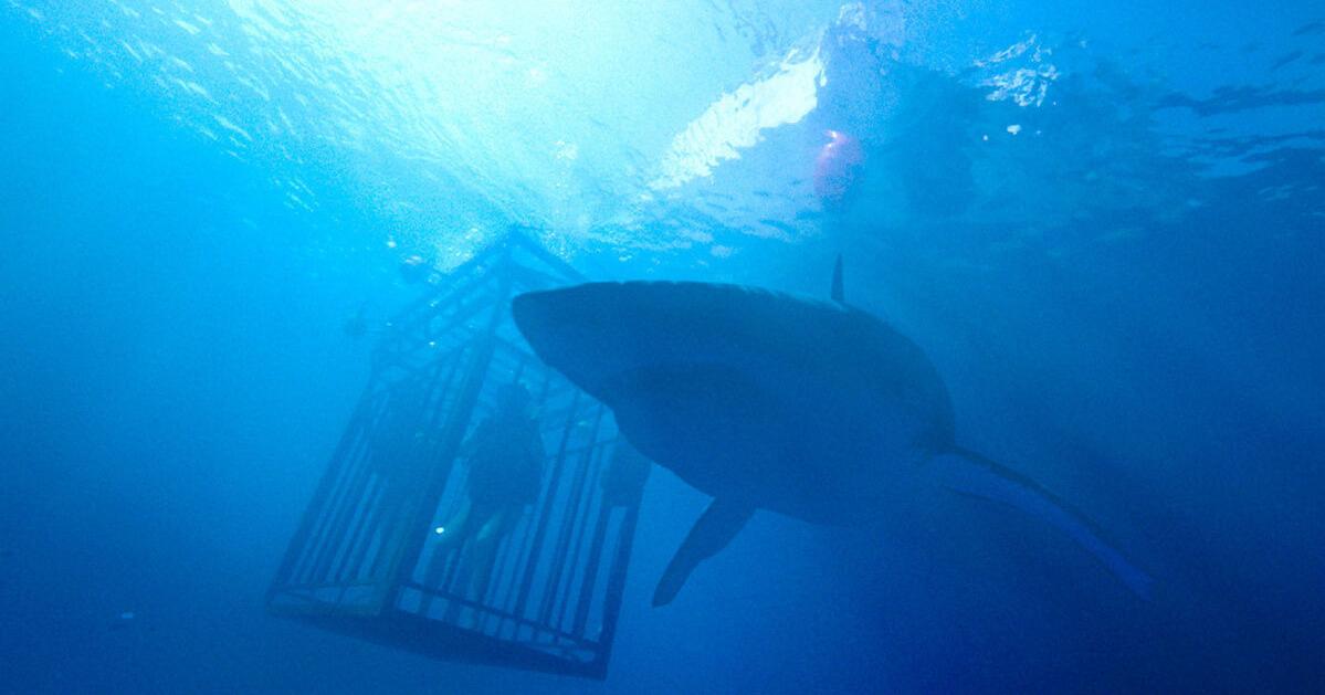 47 Meters Down keeps the shark drama tight and tense: review