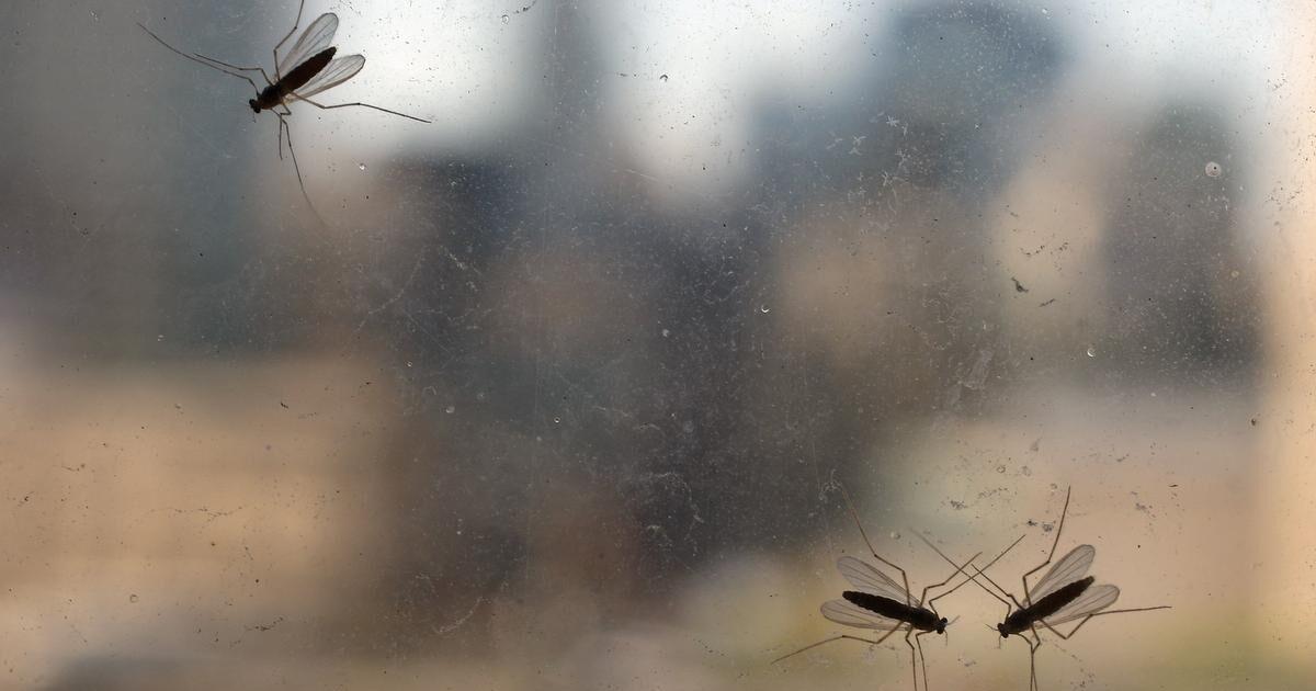 Midges are back as spring marks return of pesky pests