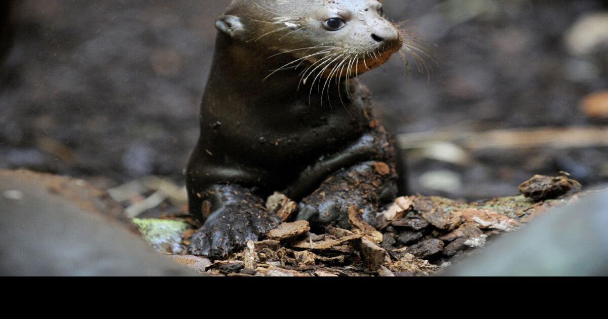 Talking otter makes everything better