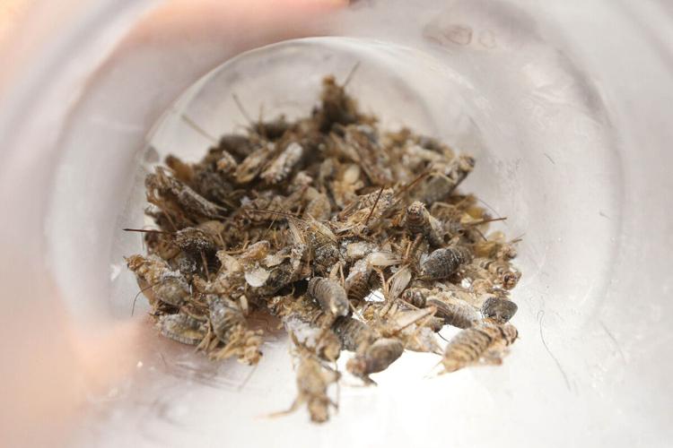 Cricket bolognese, anyone?
