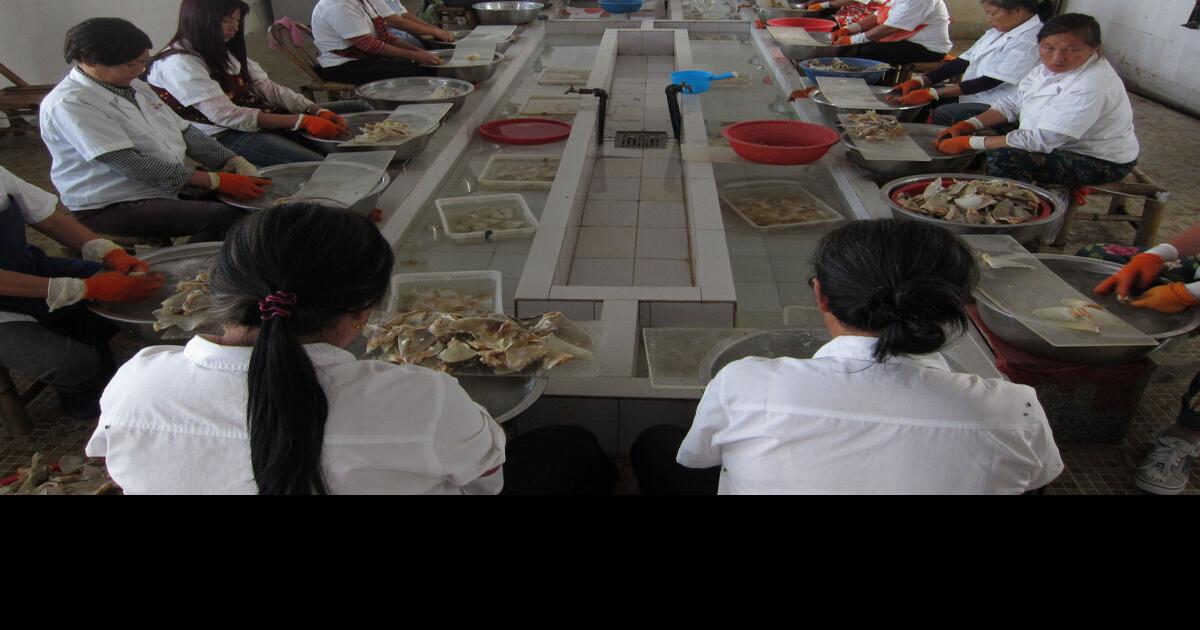 VIDEO: Inside a shark slaughterhouse in China