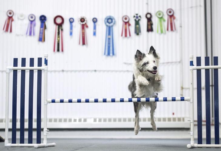 Deaf dog once thought untrainable wins champion agility title
