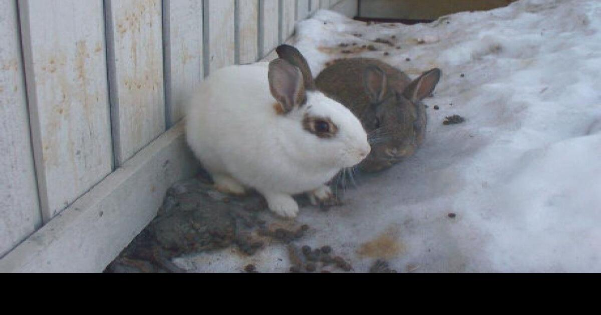 Alberta town starts killing feral rabbits