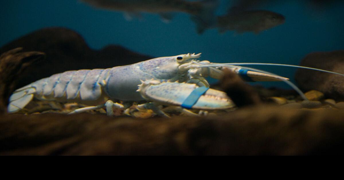 New Brunswick aquarium dives into eastern Canadian sea life