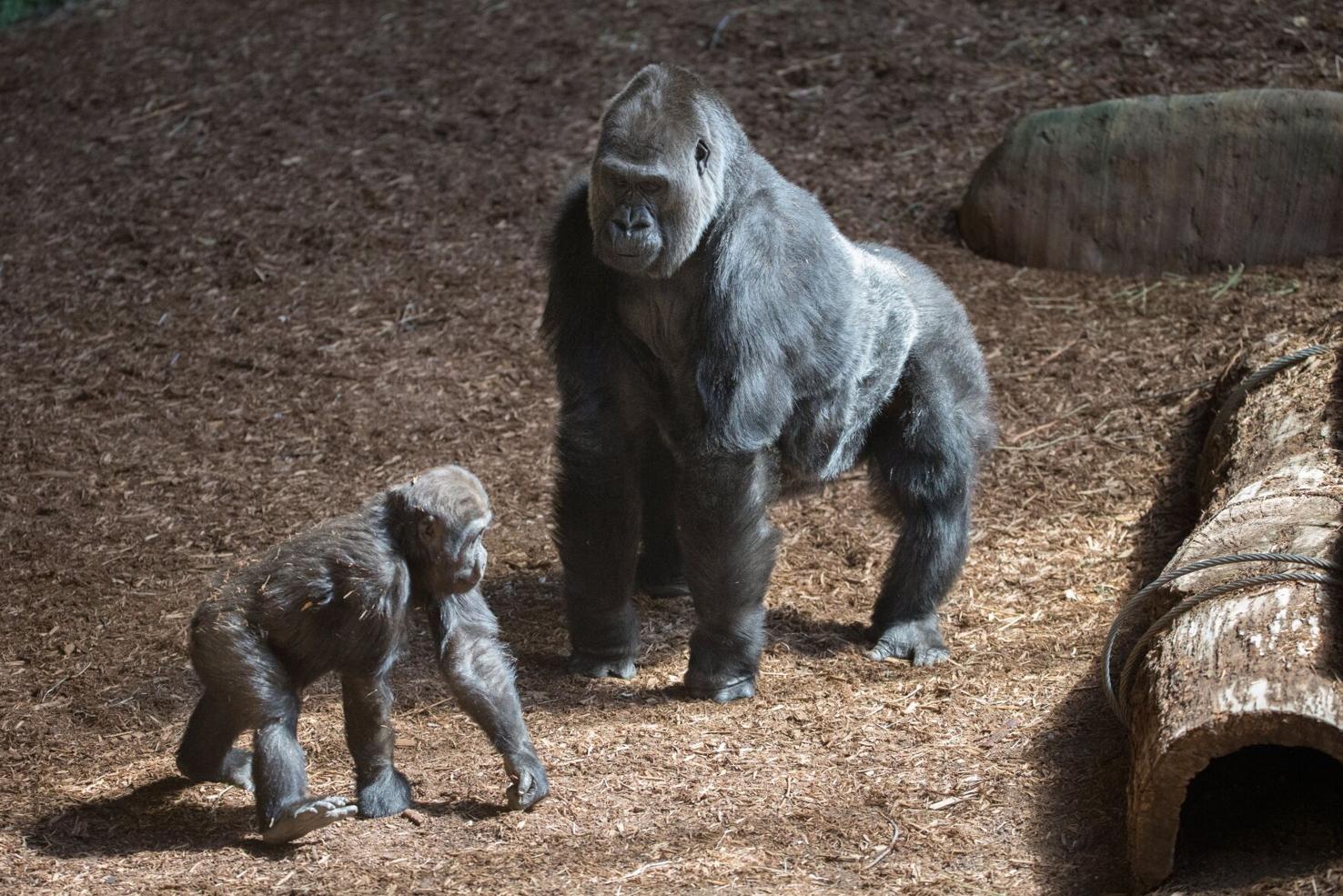 Charles, the Toronto Zoo’s beloved gorilla, dies at 52