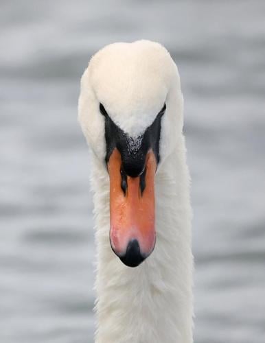 how do swans attack humans