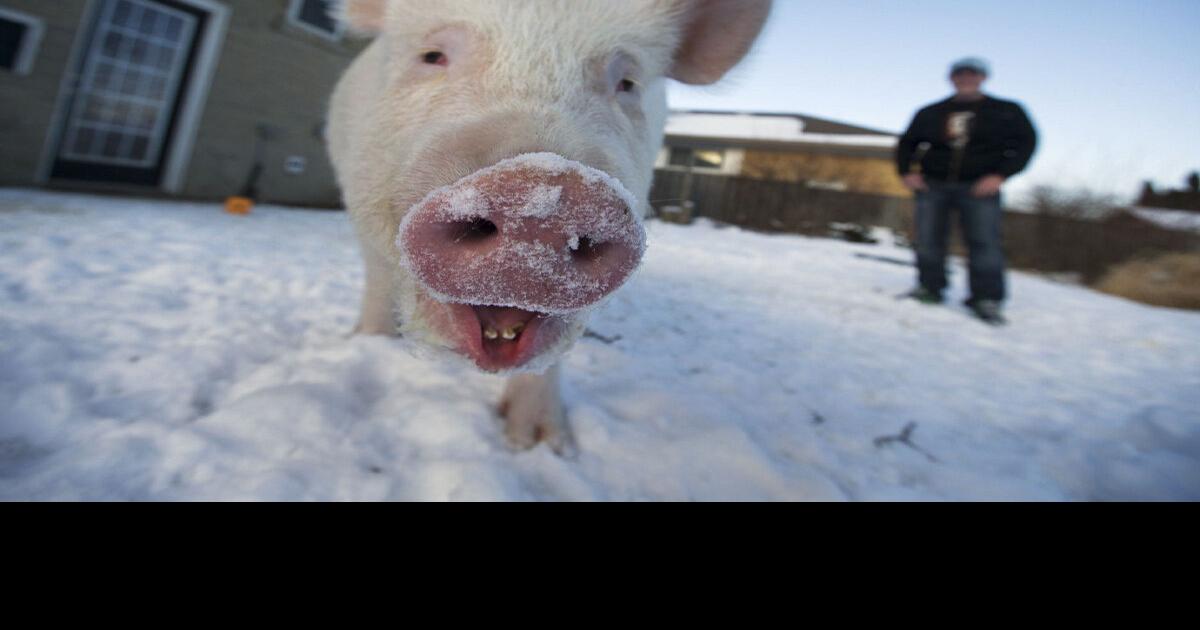 Esther the Wonder Pig seeks sanctuary