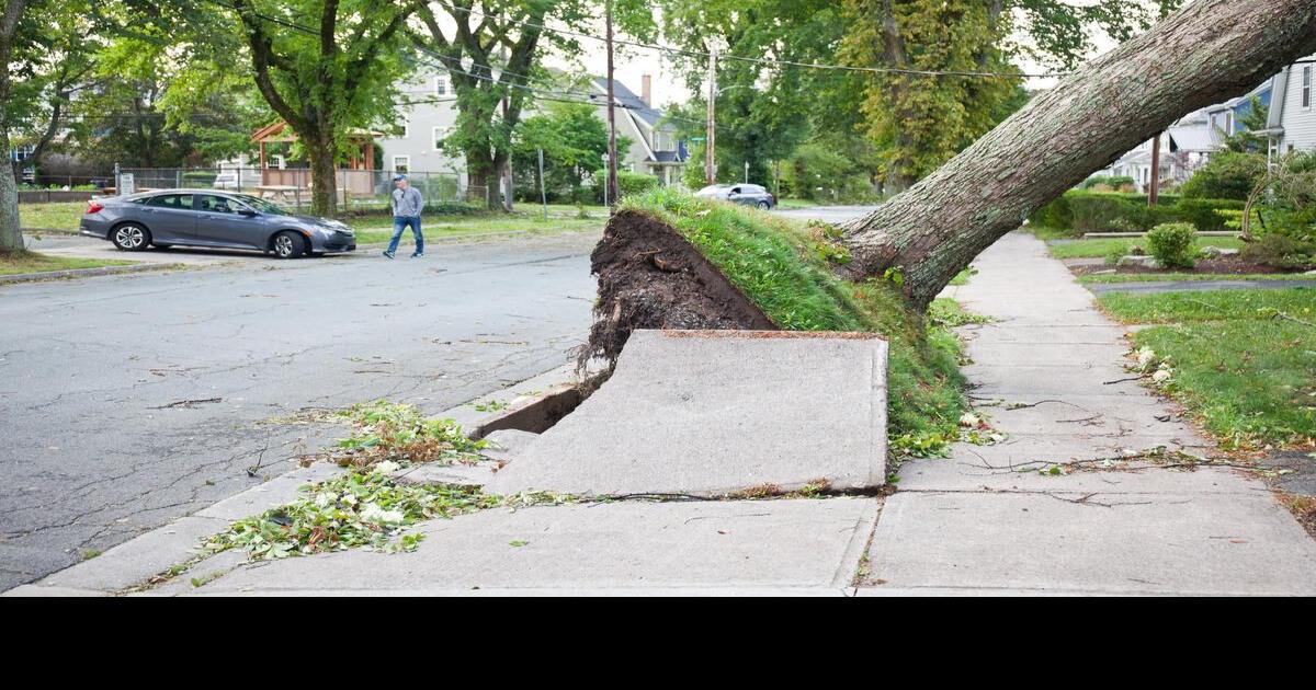Halifax trees ‘weakened’ by Dorian could strike power lines in upcoming ...