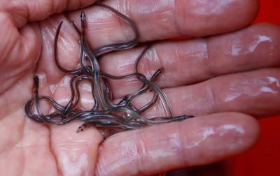 baby eels