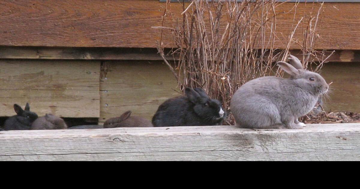 Alberta mountain town of Canmore turns over feral rabbits to rescue group