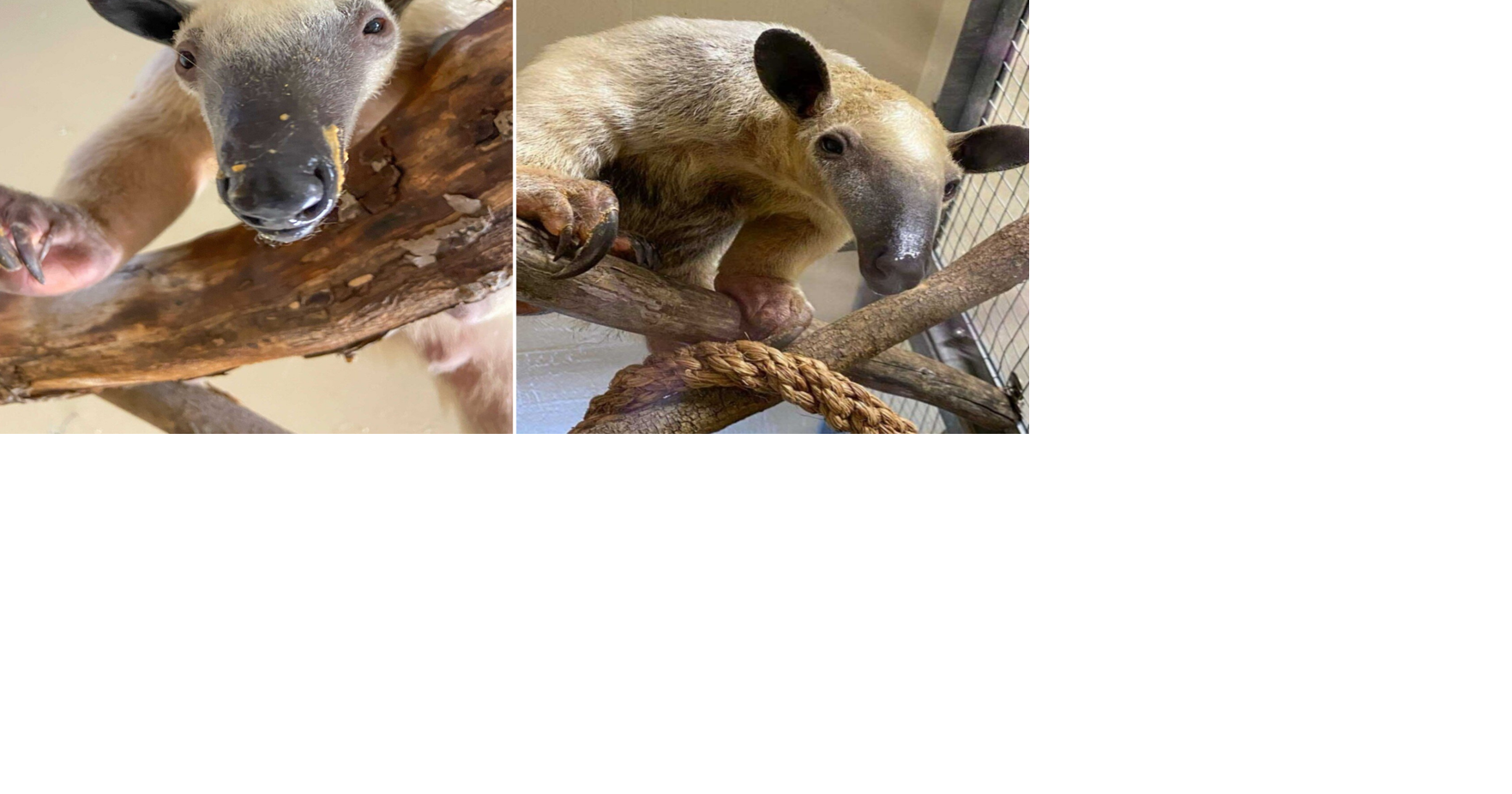 Toronto Zoo is asking for help naming their new tamanduas