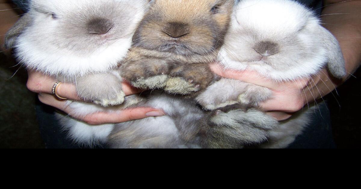 Hop to it: Hundreds of rescued bunnies need home
