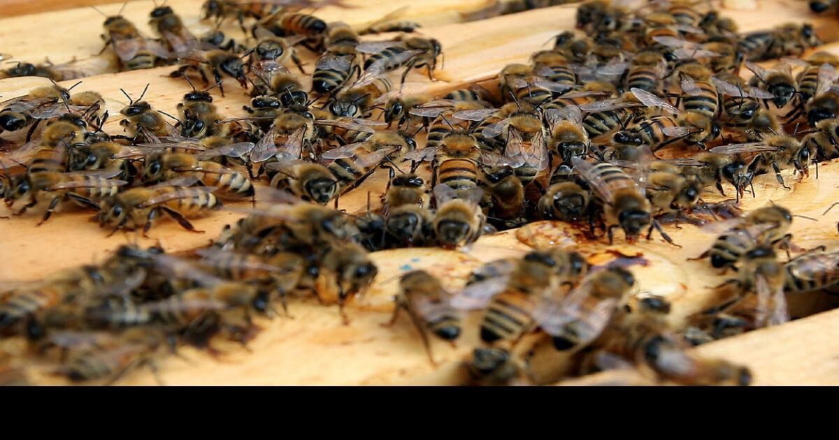 Safety of neonicotinoids for bees and other creatures unclear: Porter