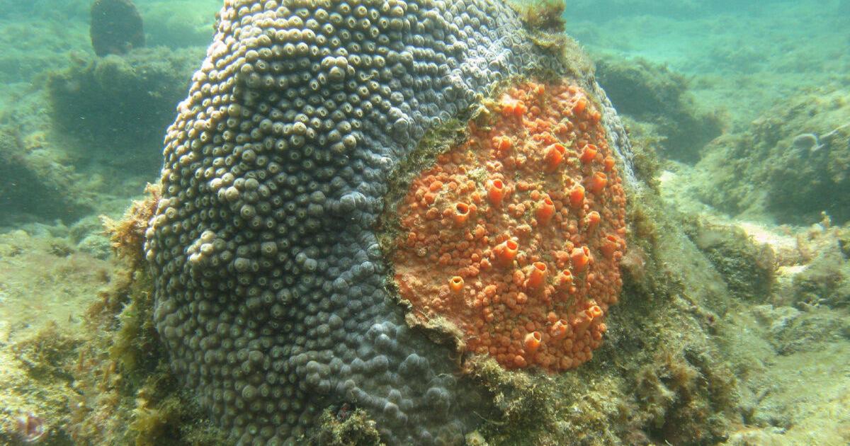 ‘Killer’ sponges: Scientists discover four new species off Pacific coast