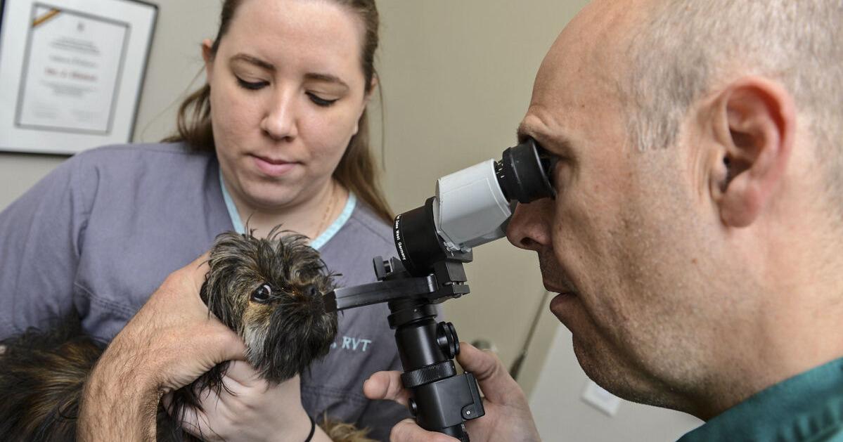 Toronto clinic gives blind animals the gift of sight