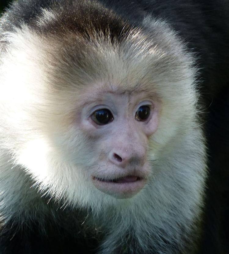 Capuchin monkey artist Pockets Warhol dies at Ontario sanctuary