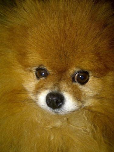 A life lesson from my snappy Pomeranian: Nesdoly