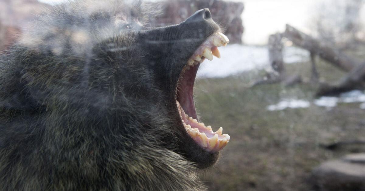 Brutal baboon battle erupts for throne at Toronto Zoo after matriarch dies