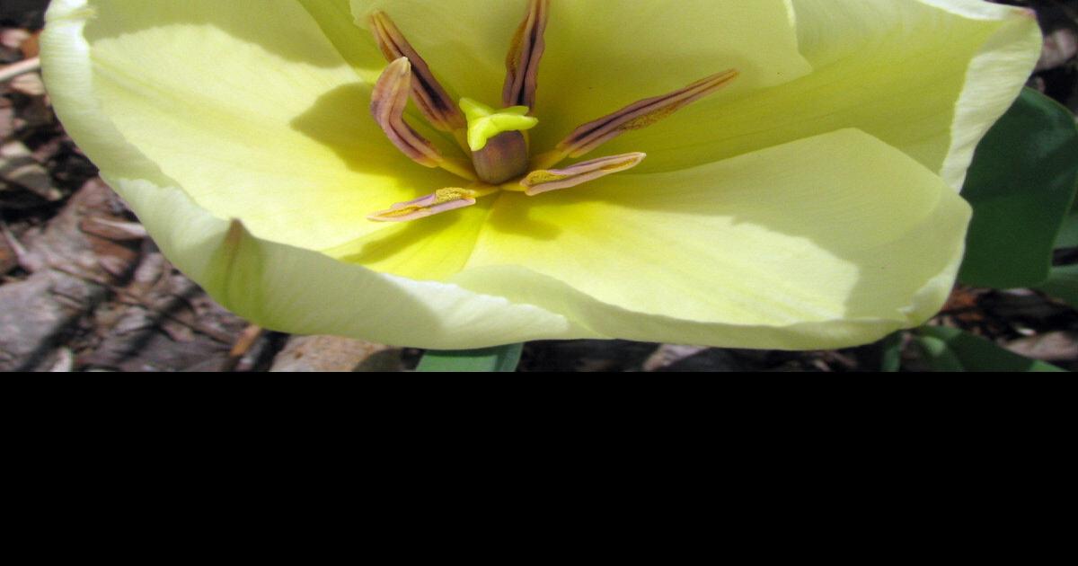 Mr. Kent’s Tulip, April 17: Tulips emerge