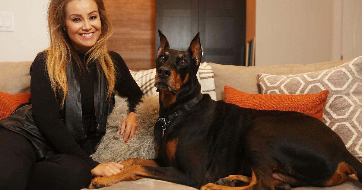 Sultan the Doberman pinscher identifies with Batman: Pet Psyche