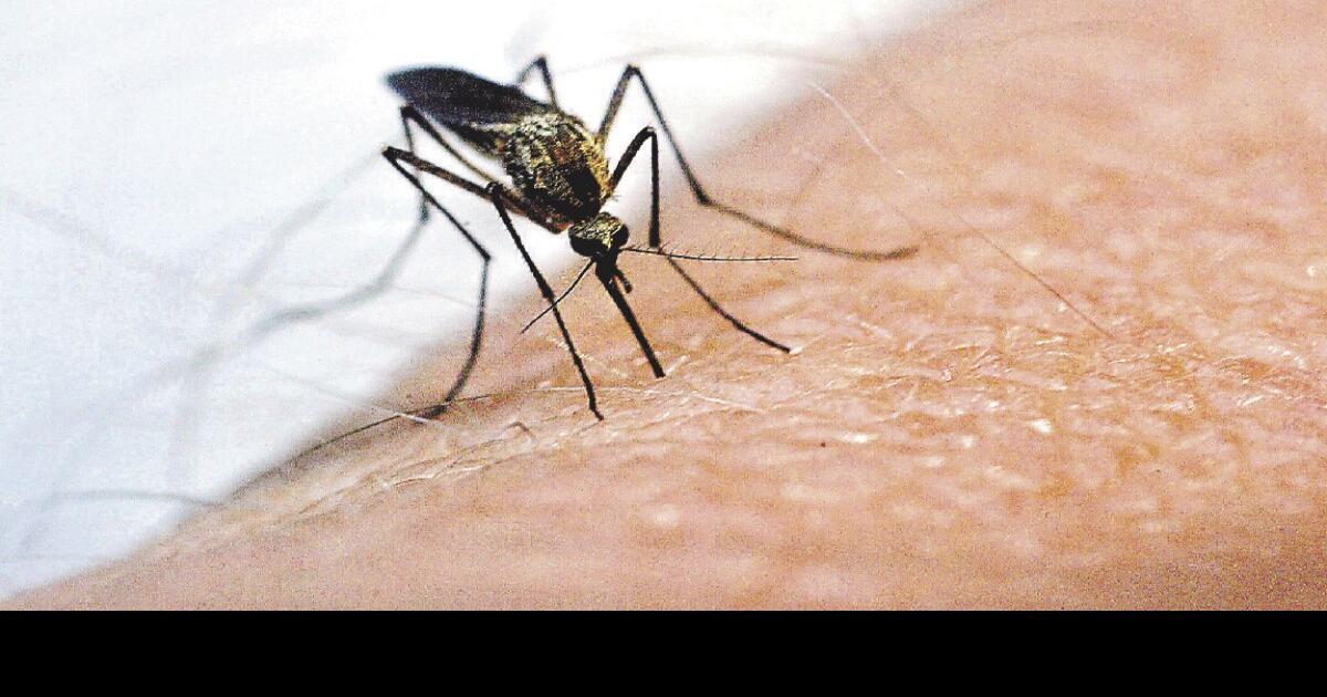 Disease-carrying mosquito species found in British Columbia