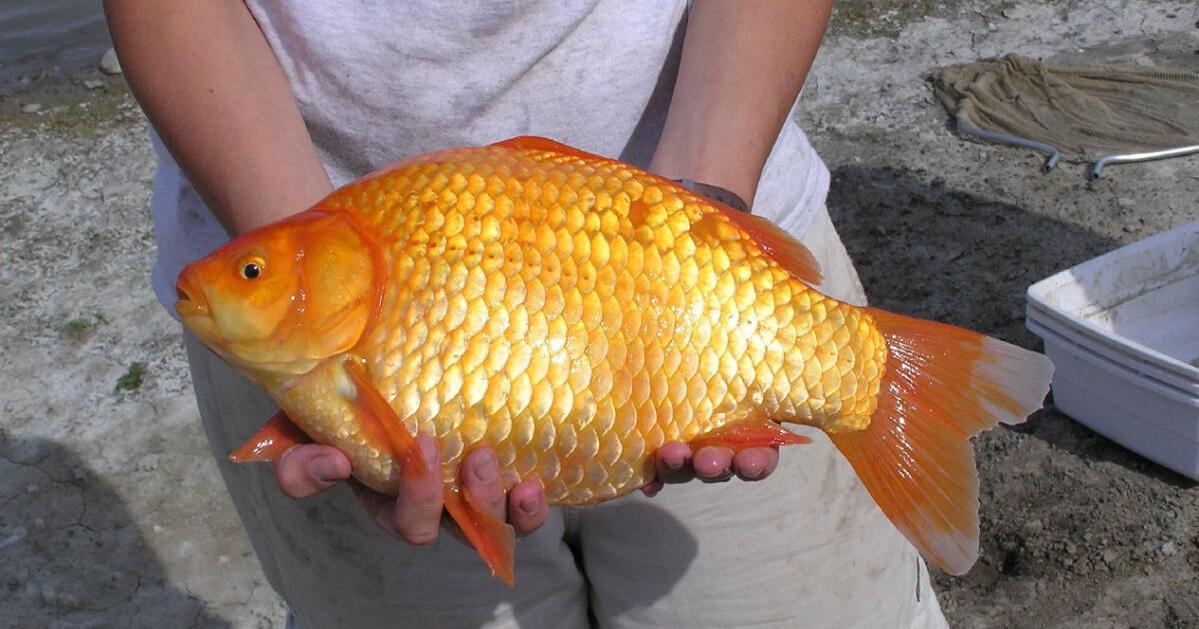 Giant goldfish swarm in Toronto waters