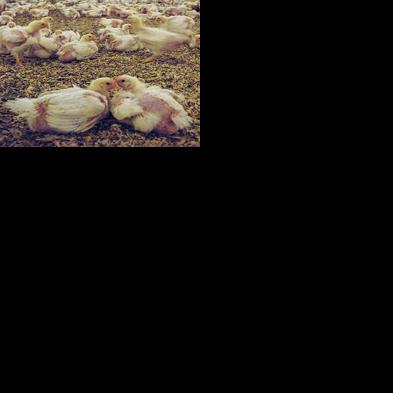 Bio-fuels push up feed costs