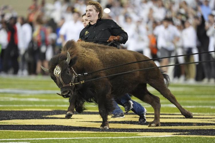 Colorado's live mascot Ralphie VII makes her debut at Folsom Field in ...