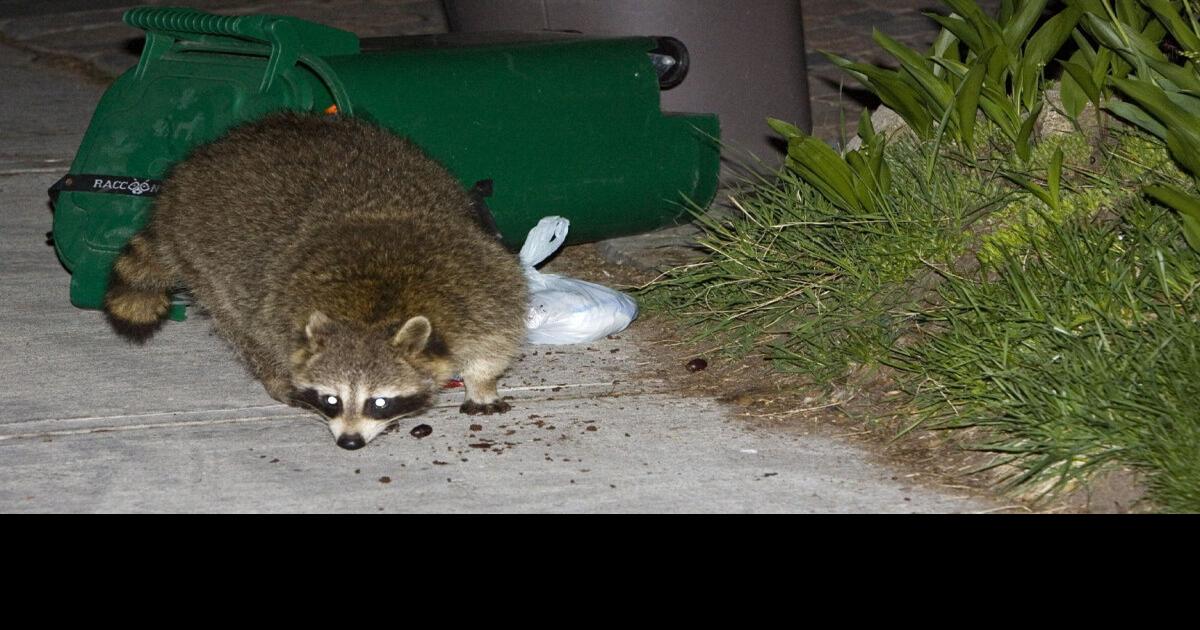 Toronto looks at raccoon-proof green bins