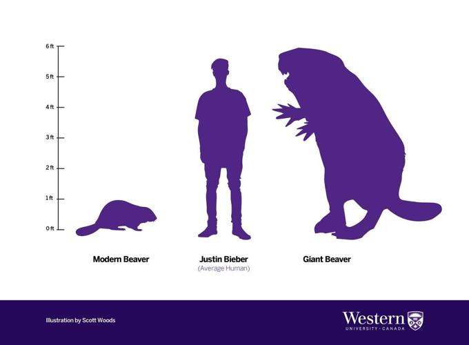 What killed the giant, human-sized beaver? Solving a 10,000-year-old ...