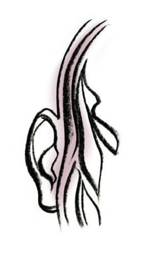 The fascia: Fascinating facts about body parts